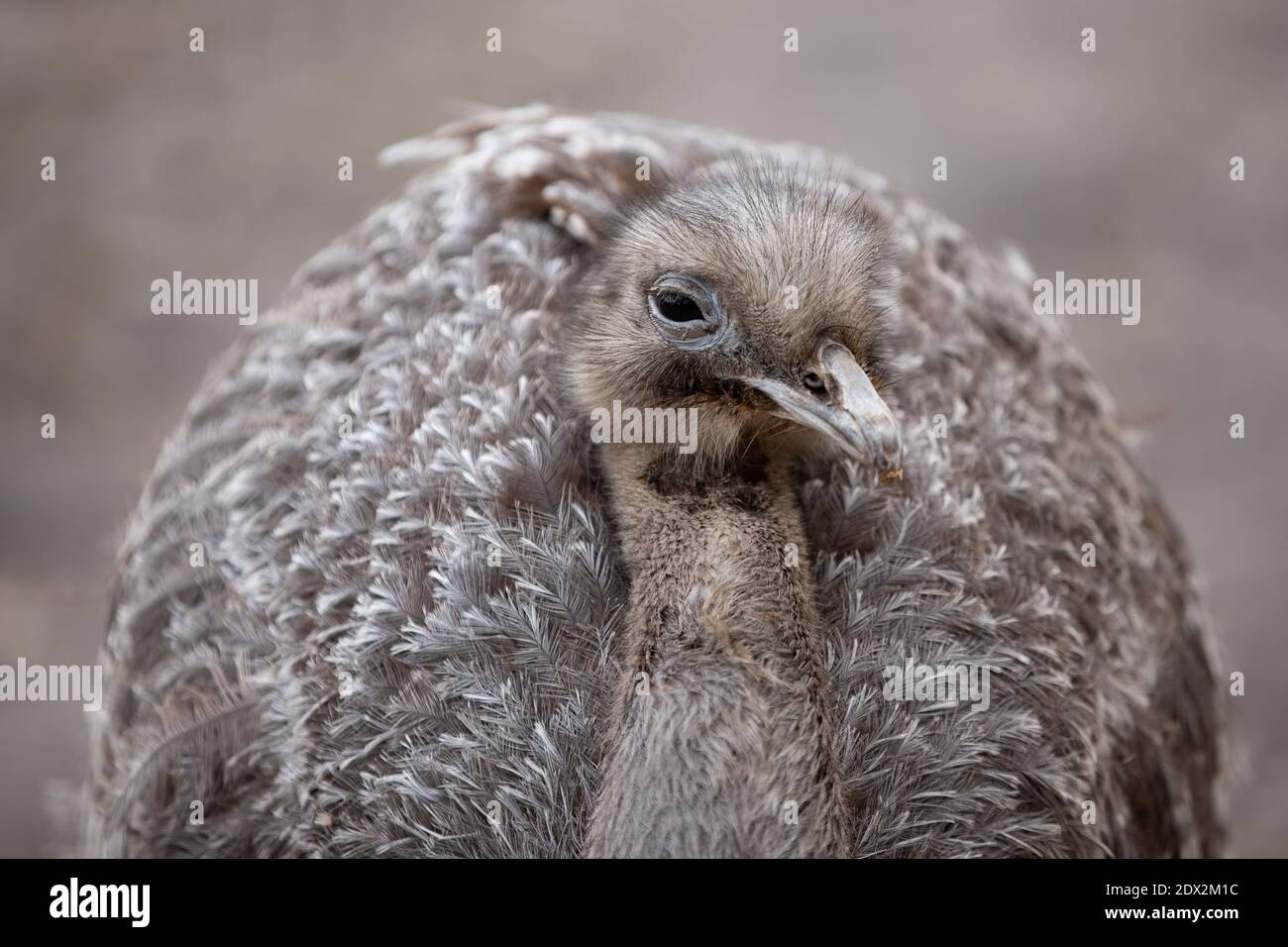 Greater rhea young hi-res stock photography and images - Alamy