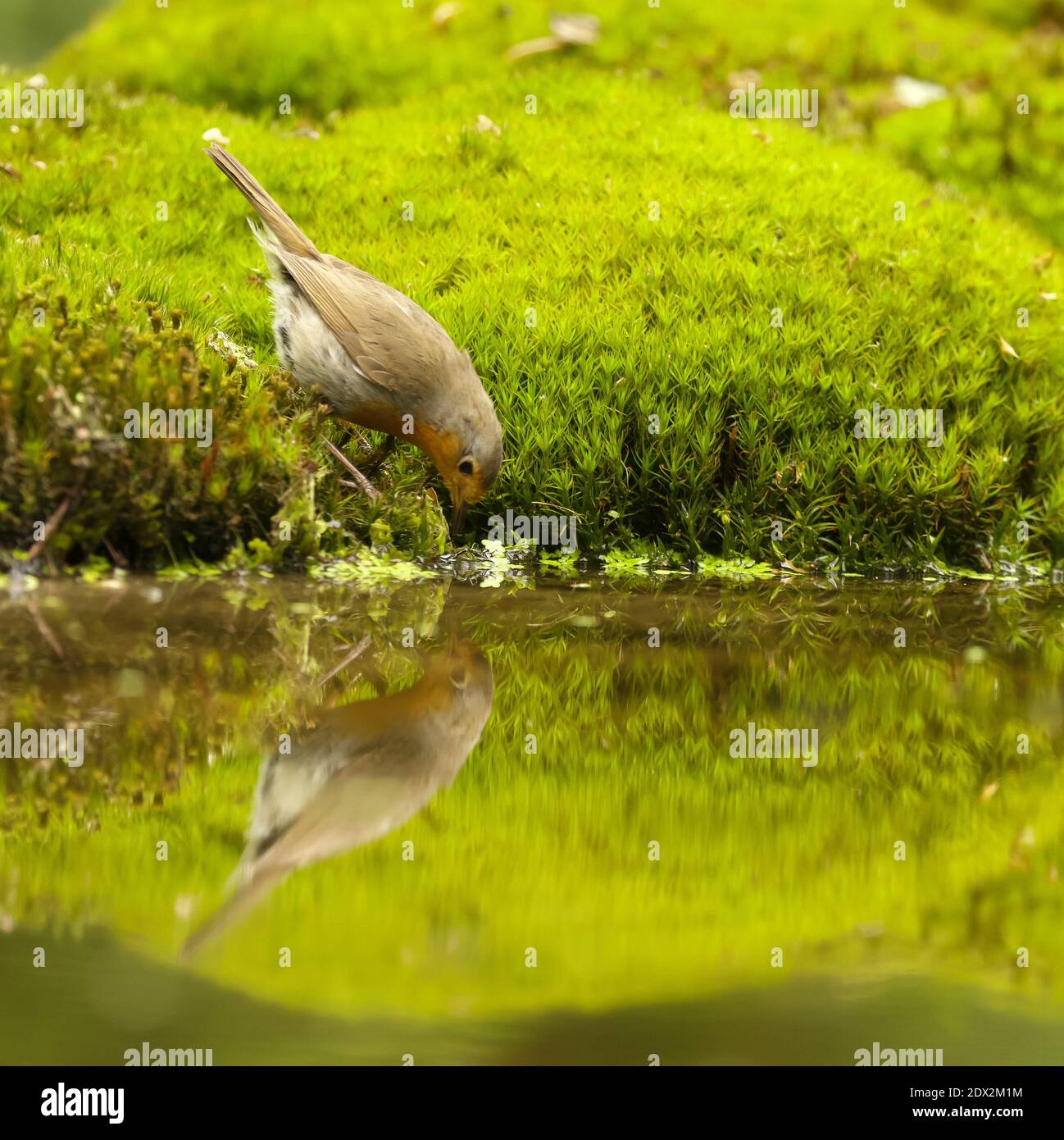 An amazing shot of a cute robin drinking water from a pond Stock Photo ...