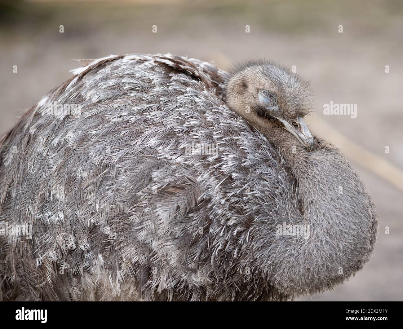 Greater rhea young hi-res stock photography and images - Alamy