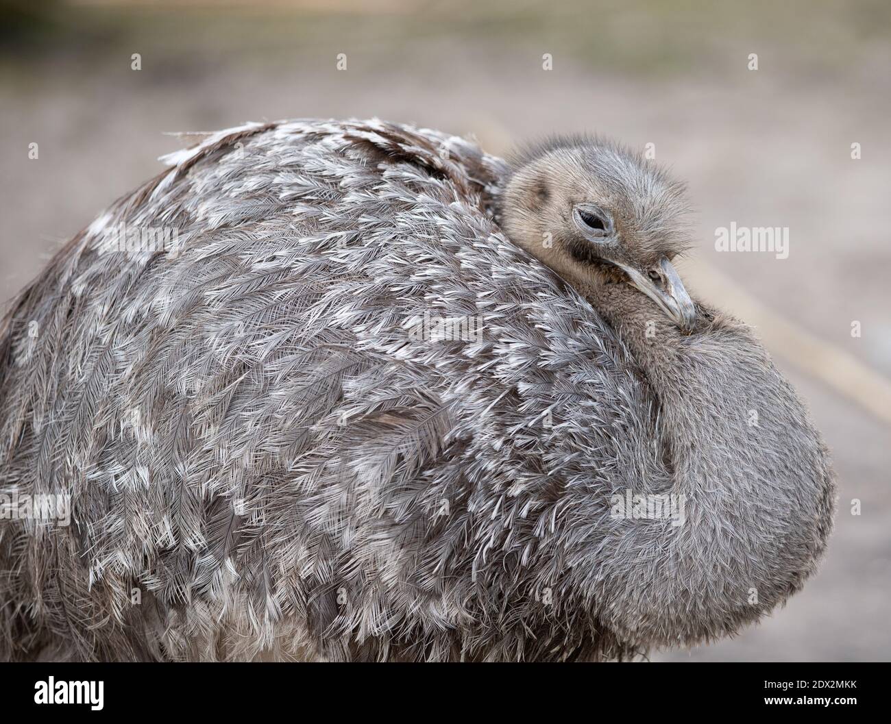 Greater rhea young hi-res stock photography and images - Alamy