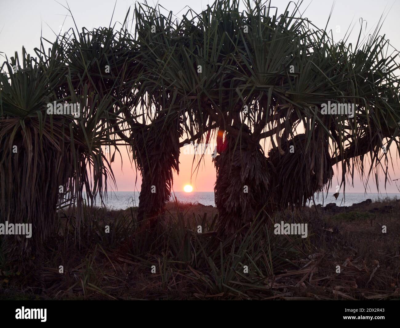 Indian Ocean sunset through Screwpine (Pandanus spiralis), Middle ...