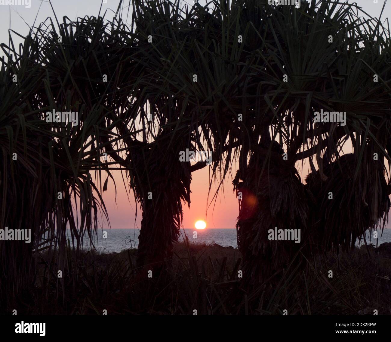 Indian Ocean sunset through Screwpine (Pandanus spiralis), Middle ...