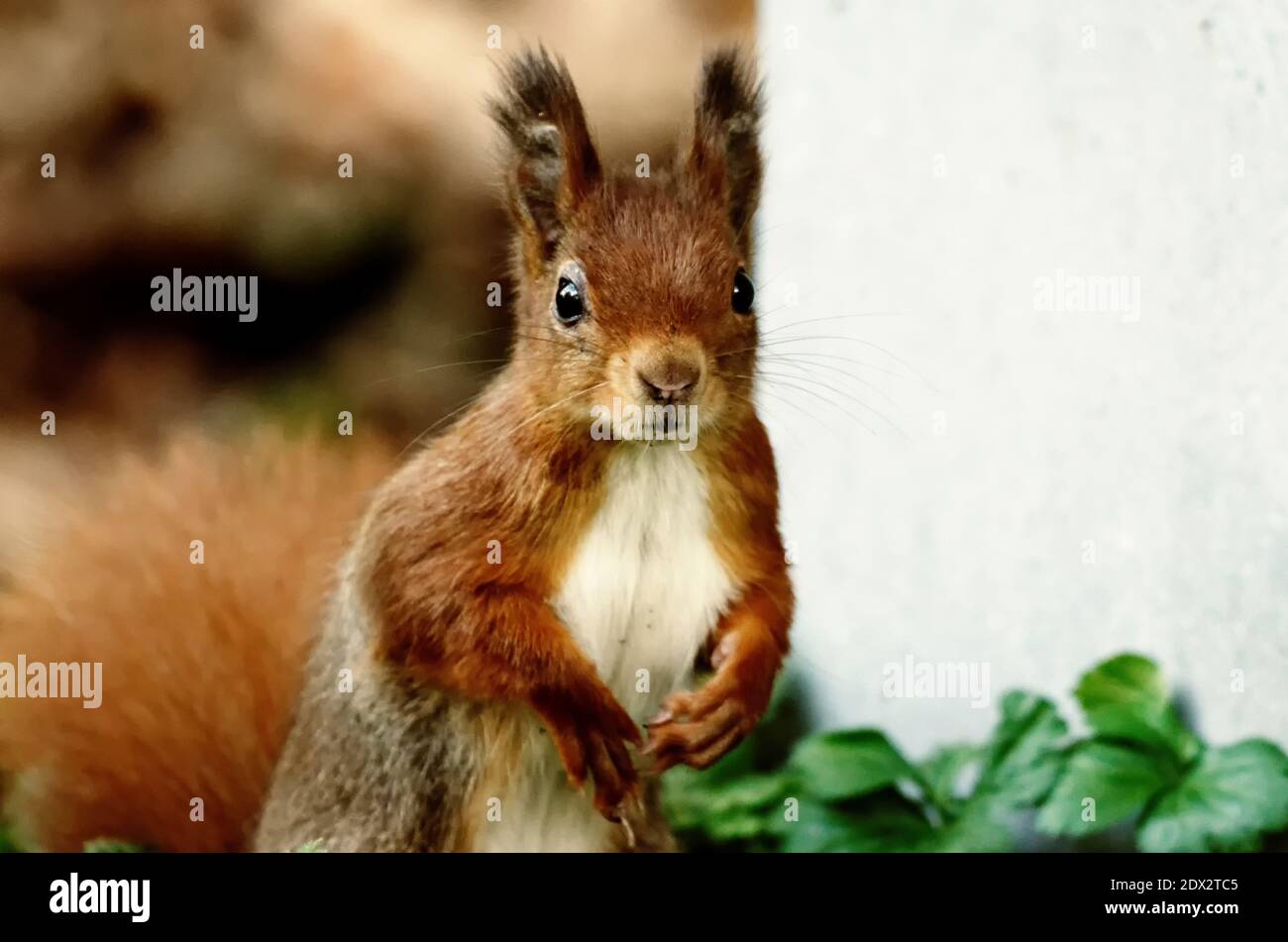 Lind head hi-res stock photography and images - Alamy