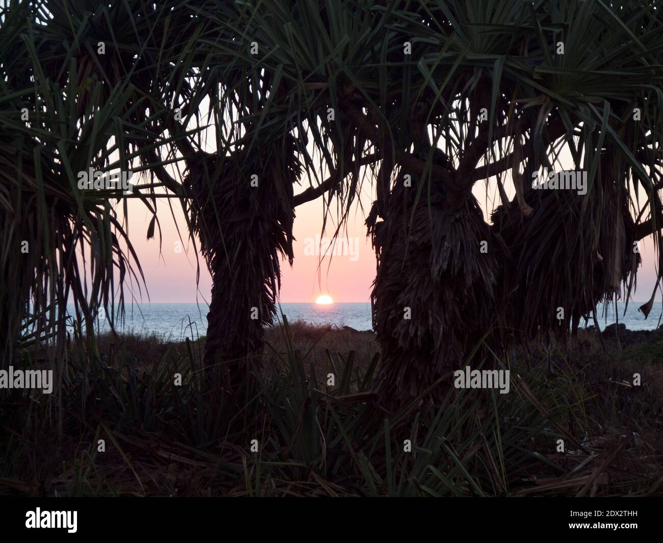 Indian Ocean sunset through Screwpine (Pandanus spiralis), Middle ...