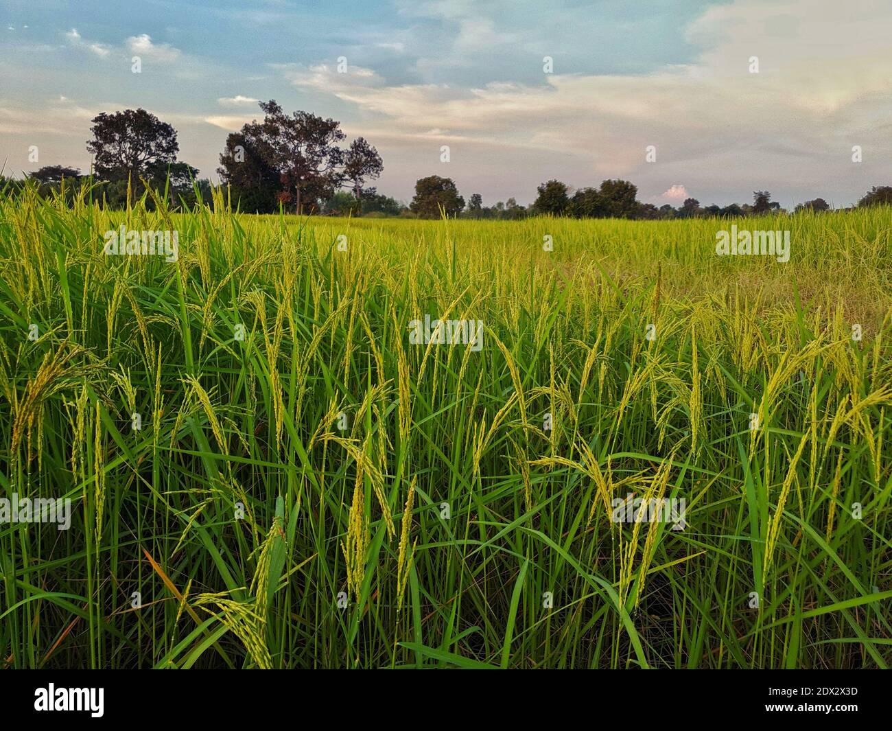 Thai Rice Field With Growing Paddy Stock Photo - Alamy