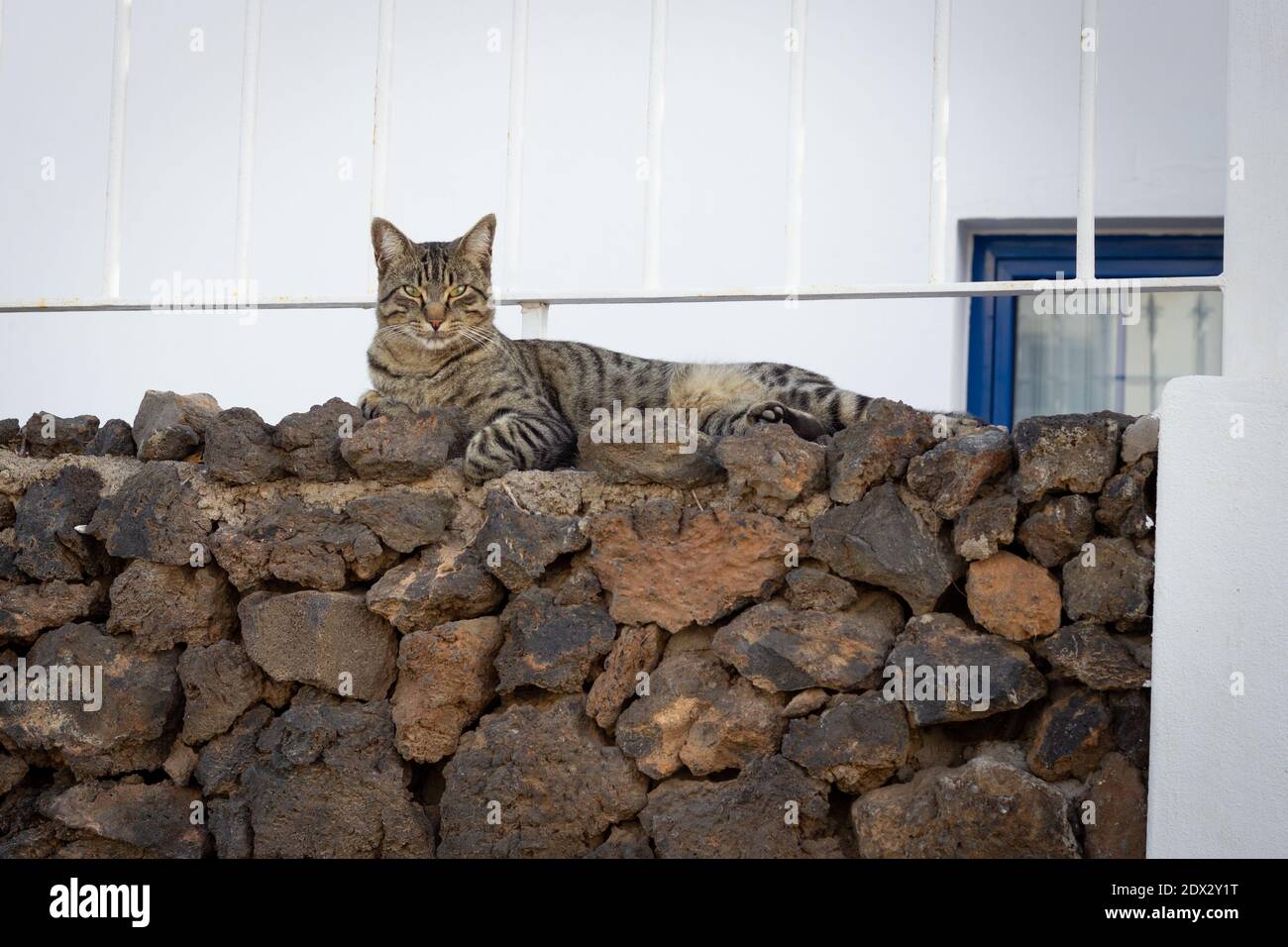 Wild cat lying on red volcanic rocks with alert look Stock Photo - Alamy