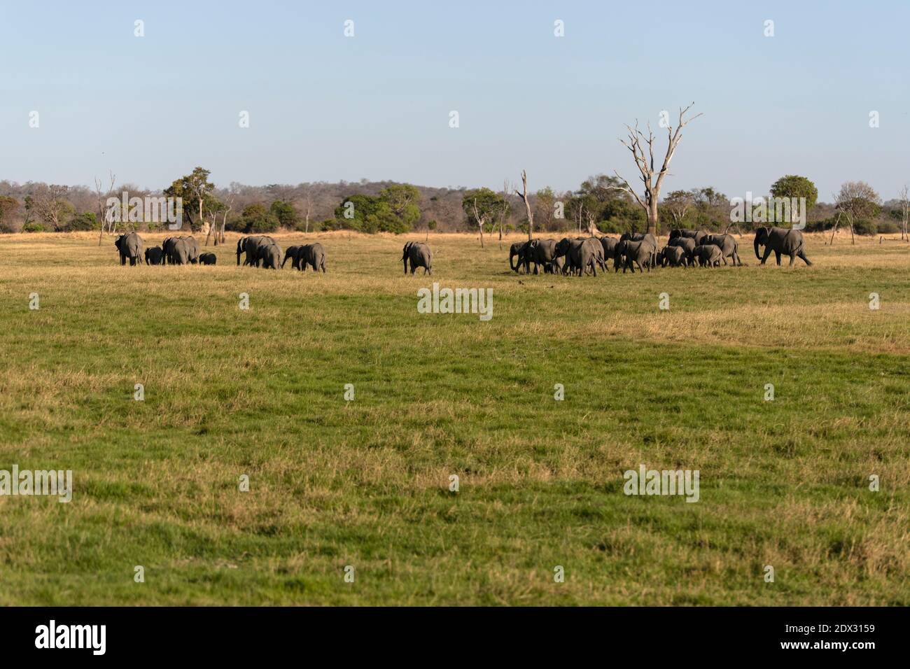 African elephant kafue national park hi-res stock photography and ...