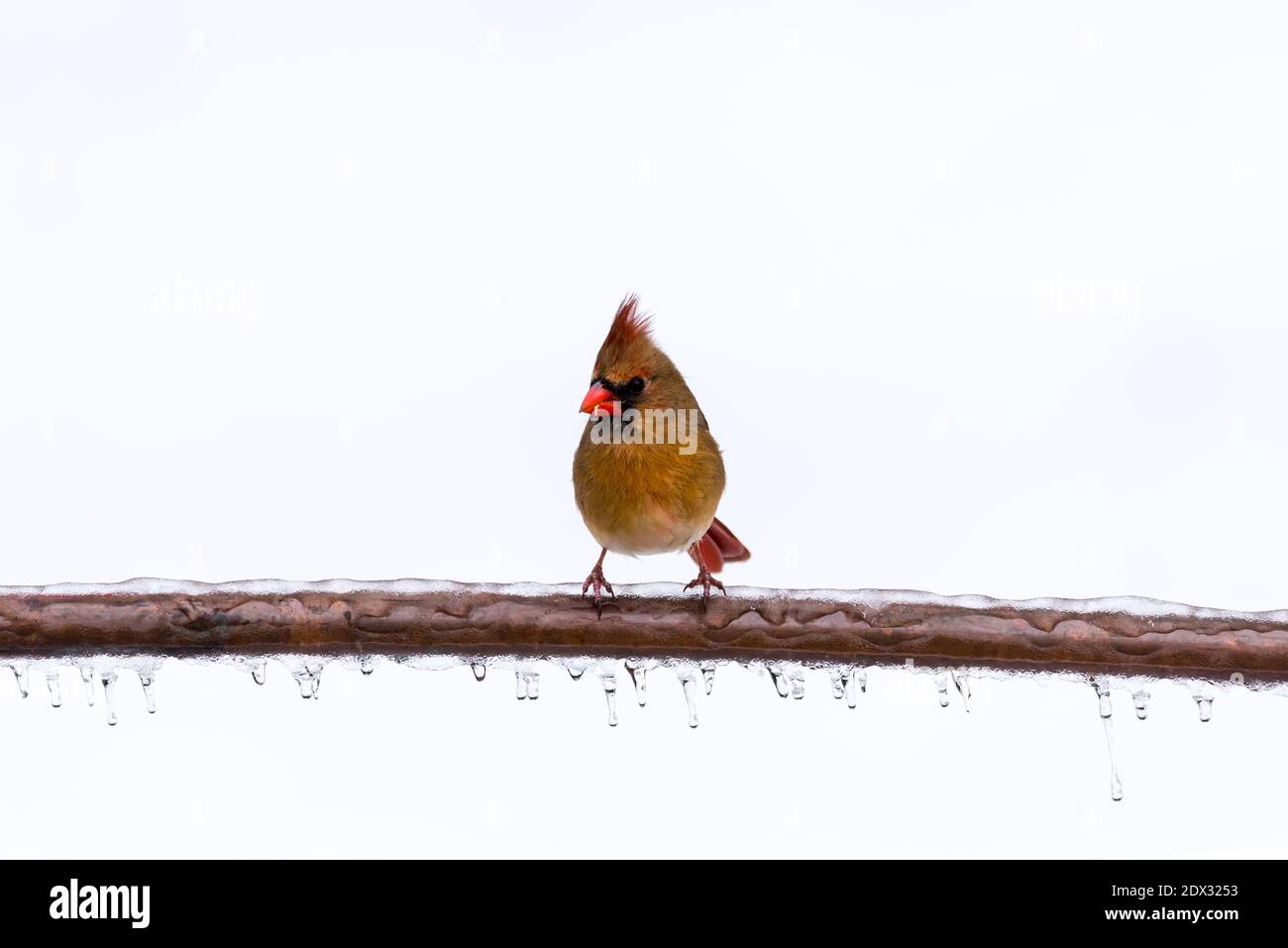 Female Red Cardinal, facing the camera, perched on a pole coated with ...