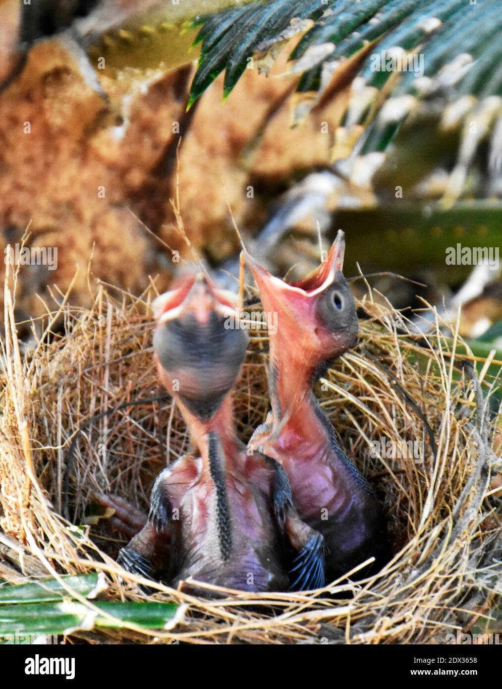 Baby Sparrows In Nest High Resolution Stock Photography and Images - Alamy