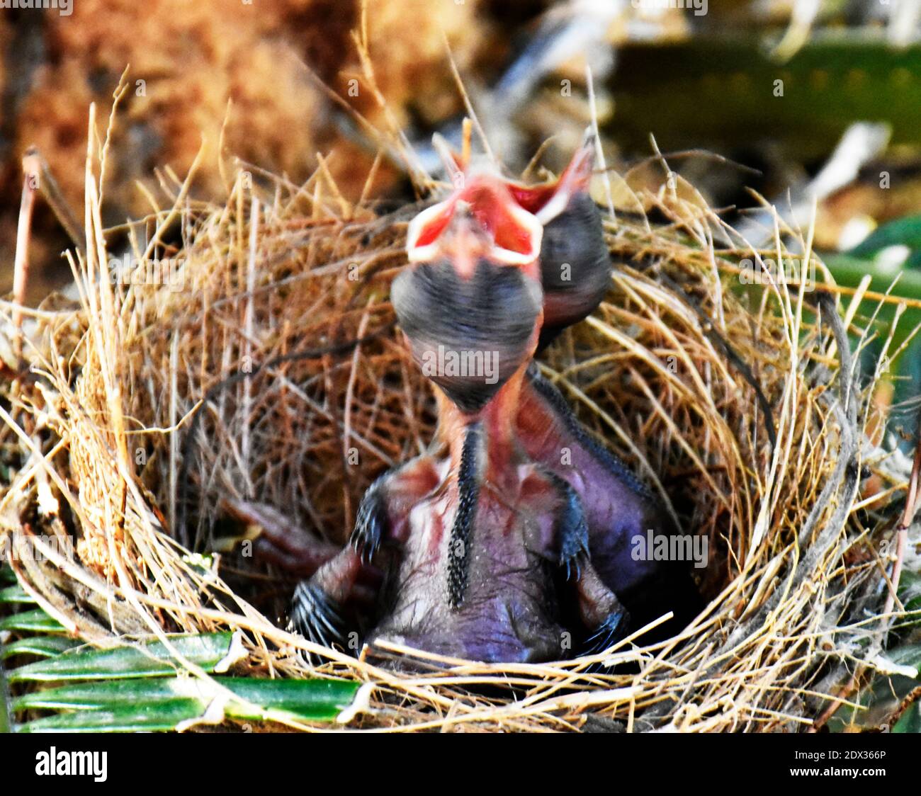 Sparrows live hi-res stock photography and images - Alamy
