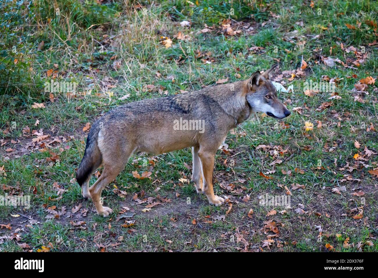 Cute wolf pack hi-res stock photography and images - Alamy