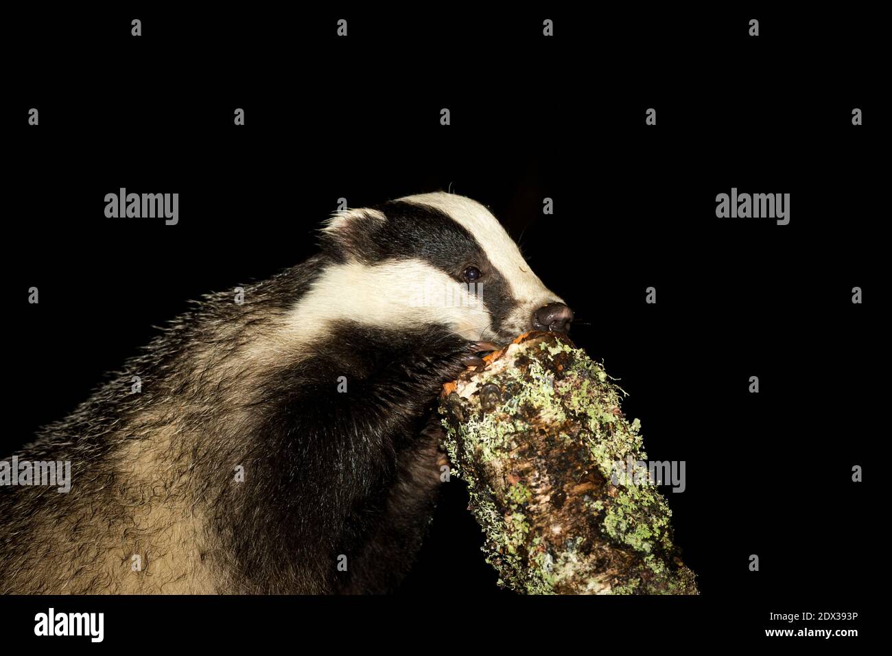 Uk badger cows hi-res stock photography and images - Alamy