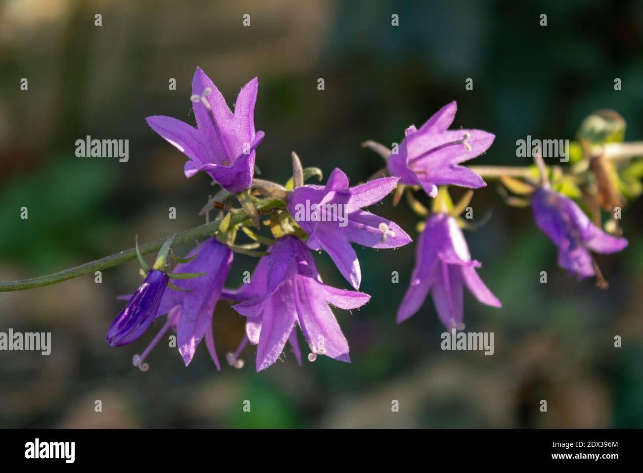 Campanula rapunculus campanula rapunculus hi-res stock photography and ...
