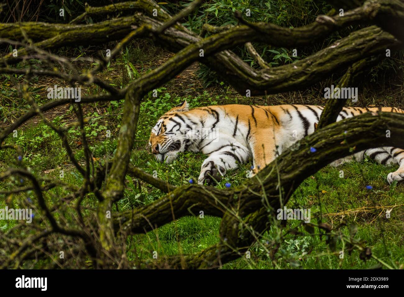 Tiger Sleeping In Tree High Resolution Stock Photography and Images - Alamy