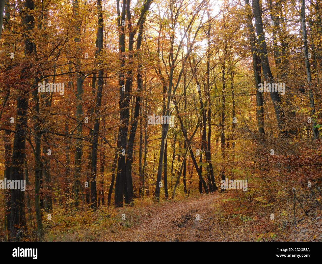 Uppony hi-res stock photography and images - Alamy