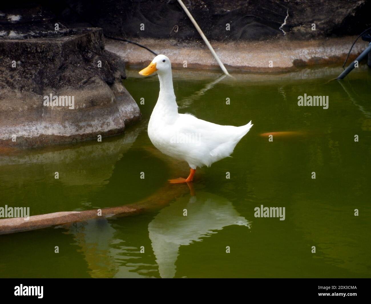 Goose stretches neck hi-res stock photography and images - Alamy