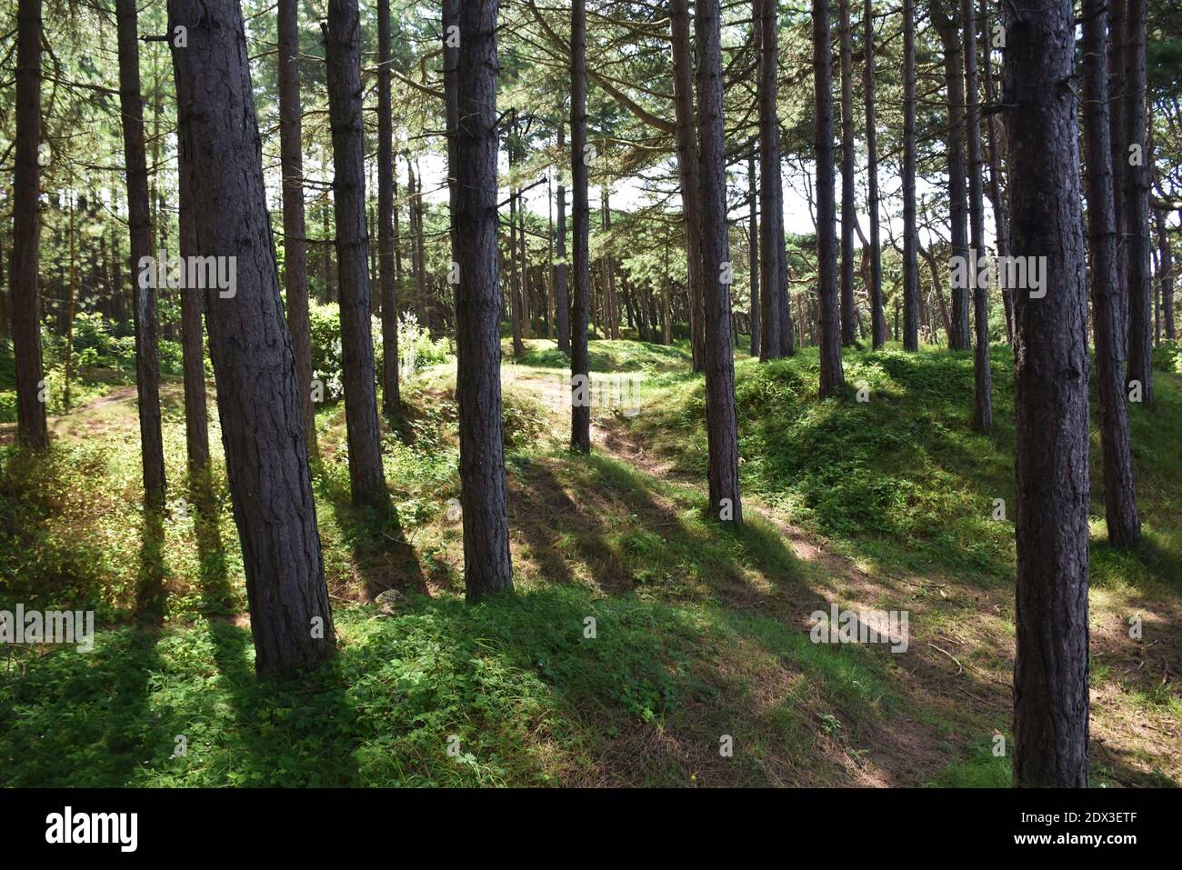 Formby beach trees hi-res stock photography and images - Alamy