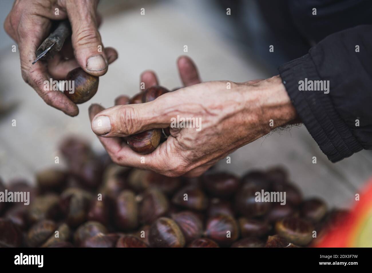 A selective focus shot of human hands cutting chestnuts with knife ...