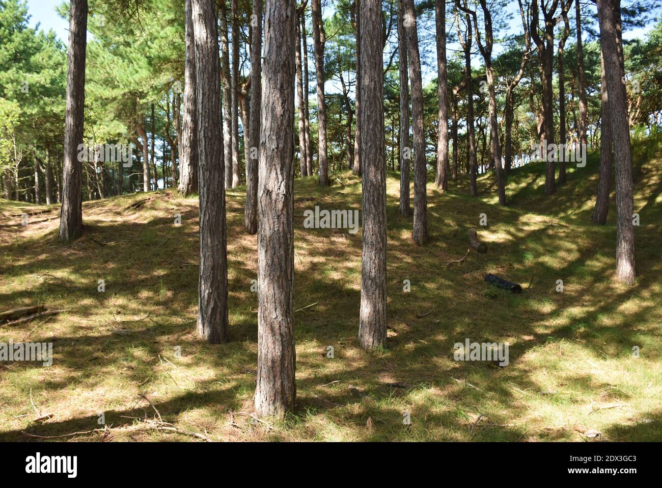 Formby beach trees hi-res stock photography and images - Alamy