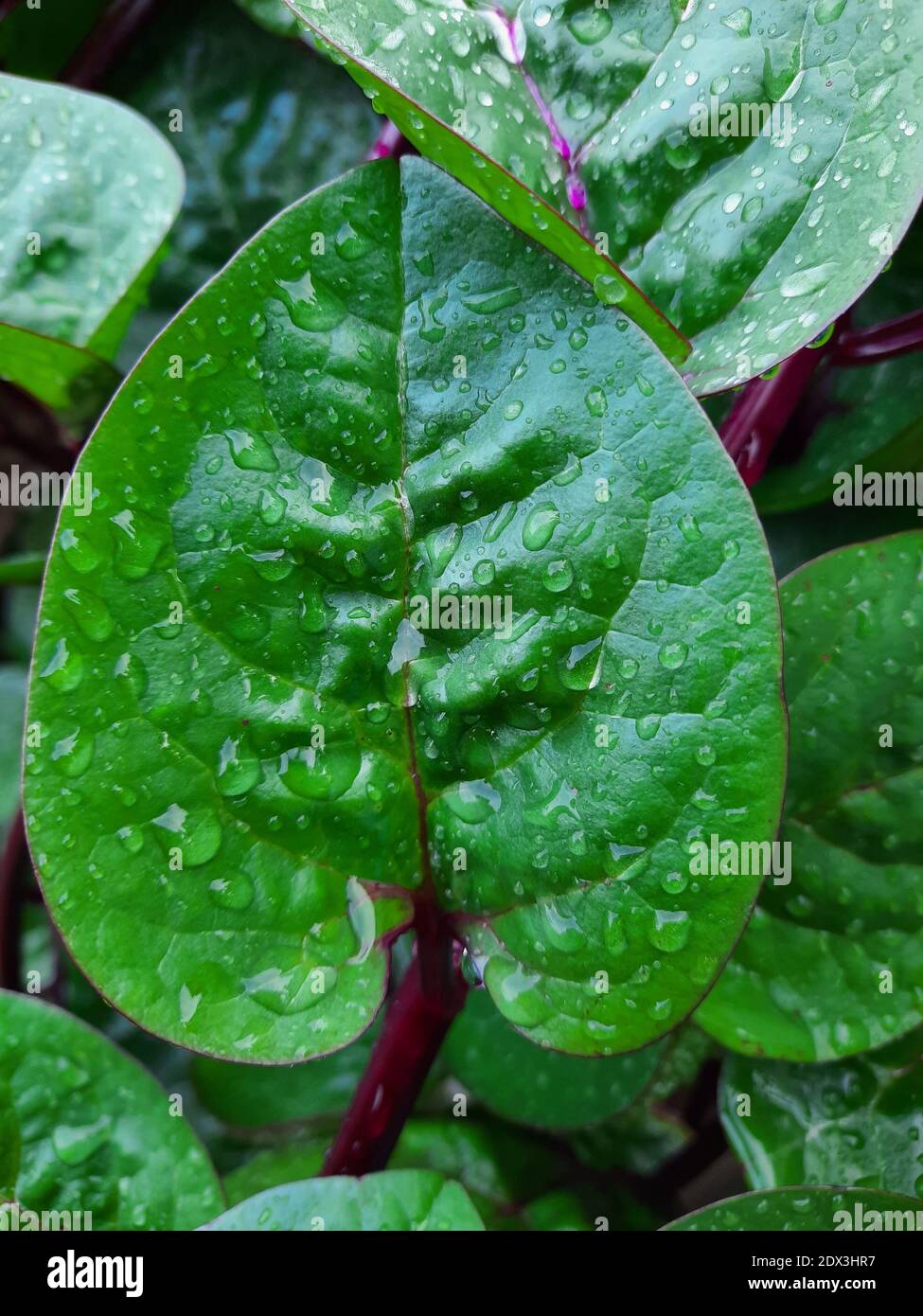 Ternate leaves hi-res stock photography and images - Alamy