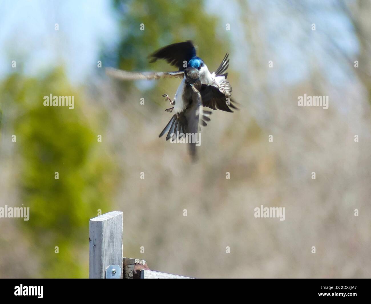 Swallows flying close up hi-res stock photography and images - Alamy