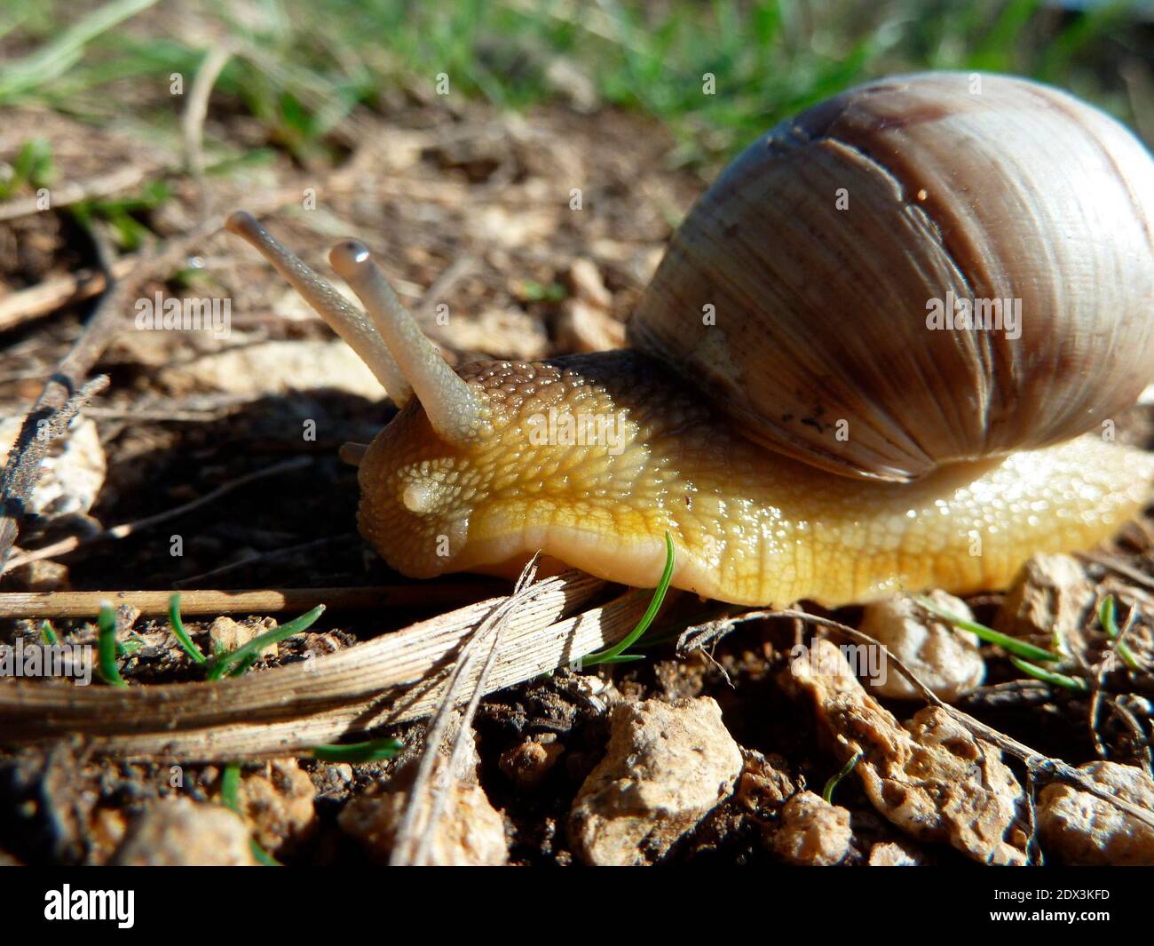 Animals with armor hi-res stock photography and images - Alamy