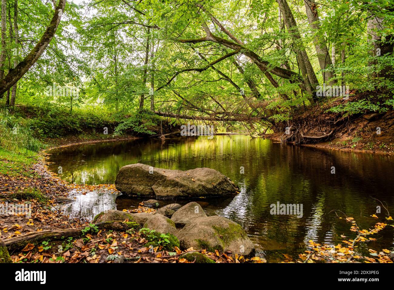 a withered tree has fallen across the river and is surrounded by lush ...