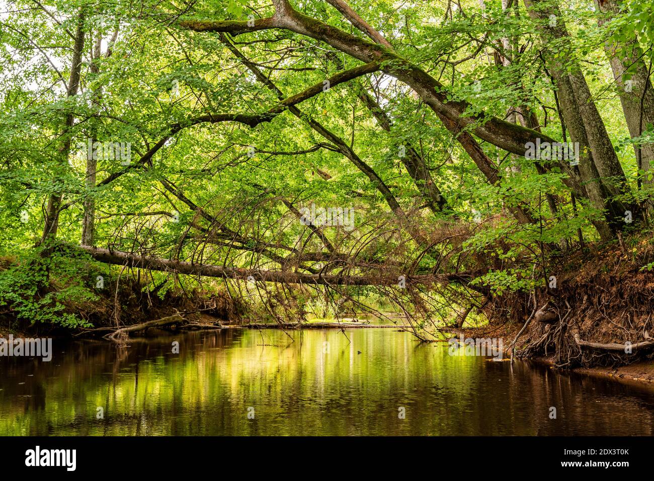 a withered tree has fallen across the river and is surrounded by lush ...