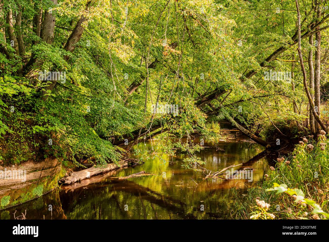 two trees leaning over a small river with lush shrubs and trees, but on ...