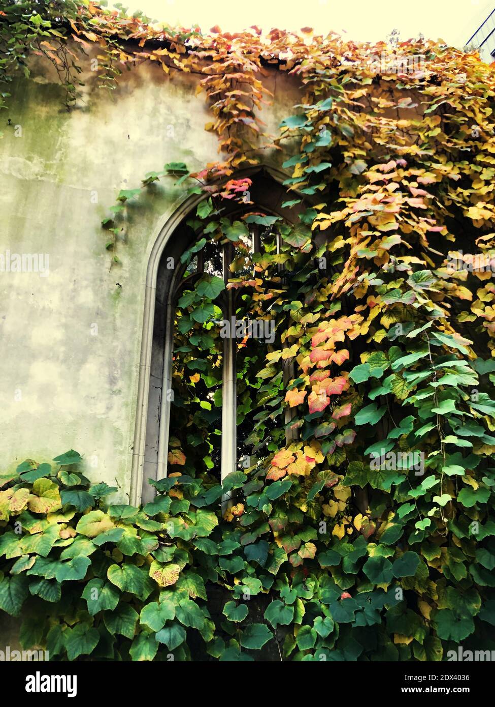 Ivy house growing london hi-res stock photography and images - Alamy