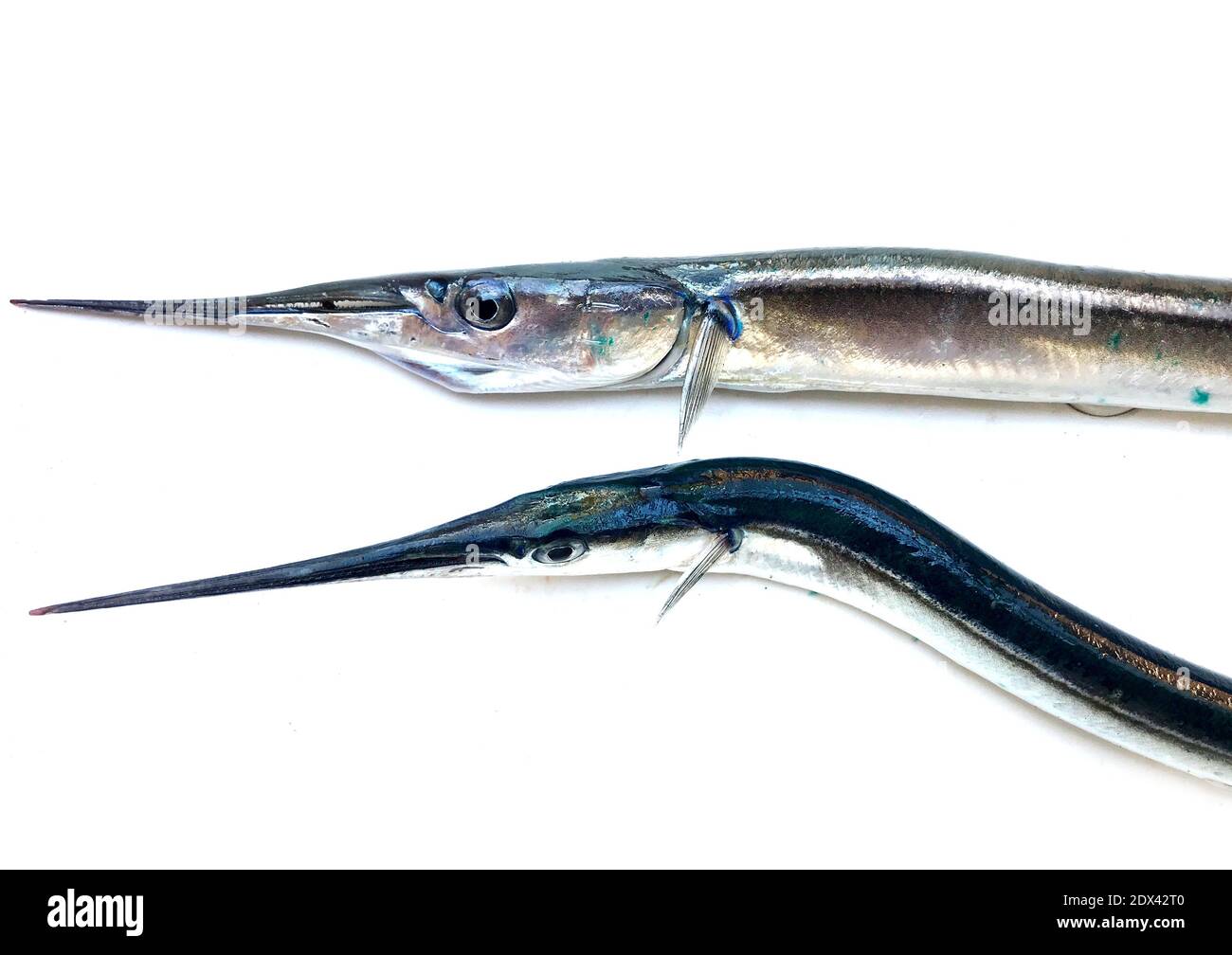 Silver needlefish Cut Out Stock Images & Pictures - Alamy