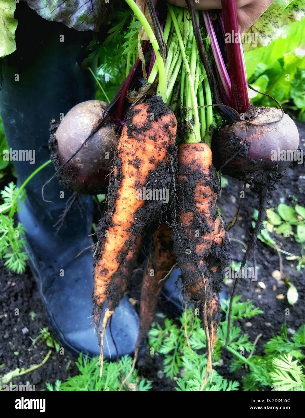 Common garden crop hi-res stock photography and images - Alamy