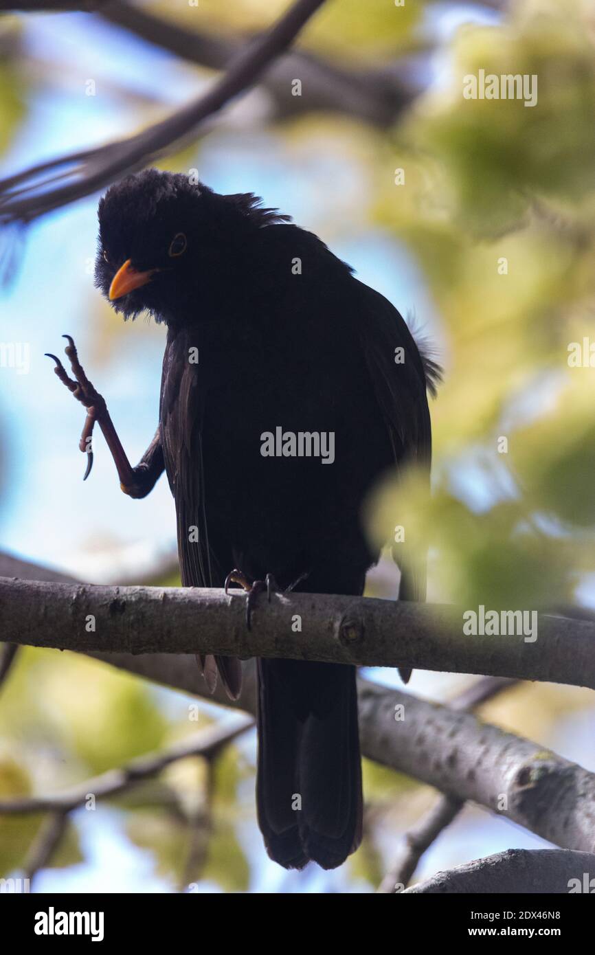 The Birds Wave Stock Photo - Alamy