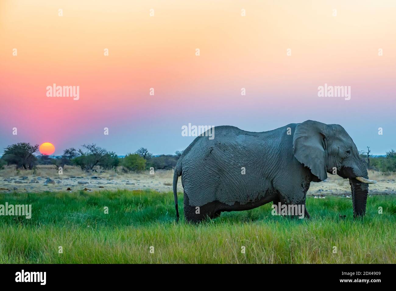 Elephant in the Namibian Etosha National Park at sunset Stock Photo - Alamy