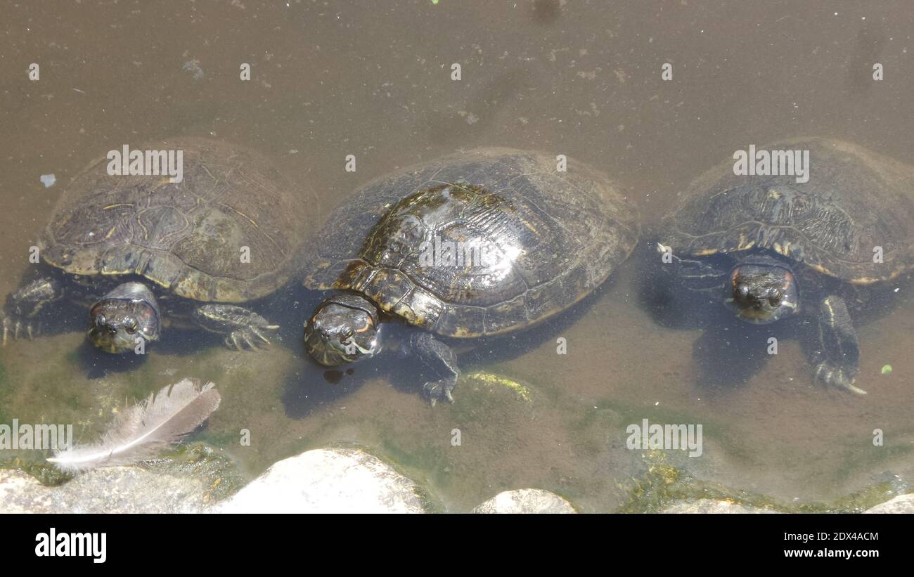 Little turtles hi-res stock photography and images - Alamy