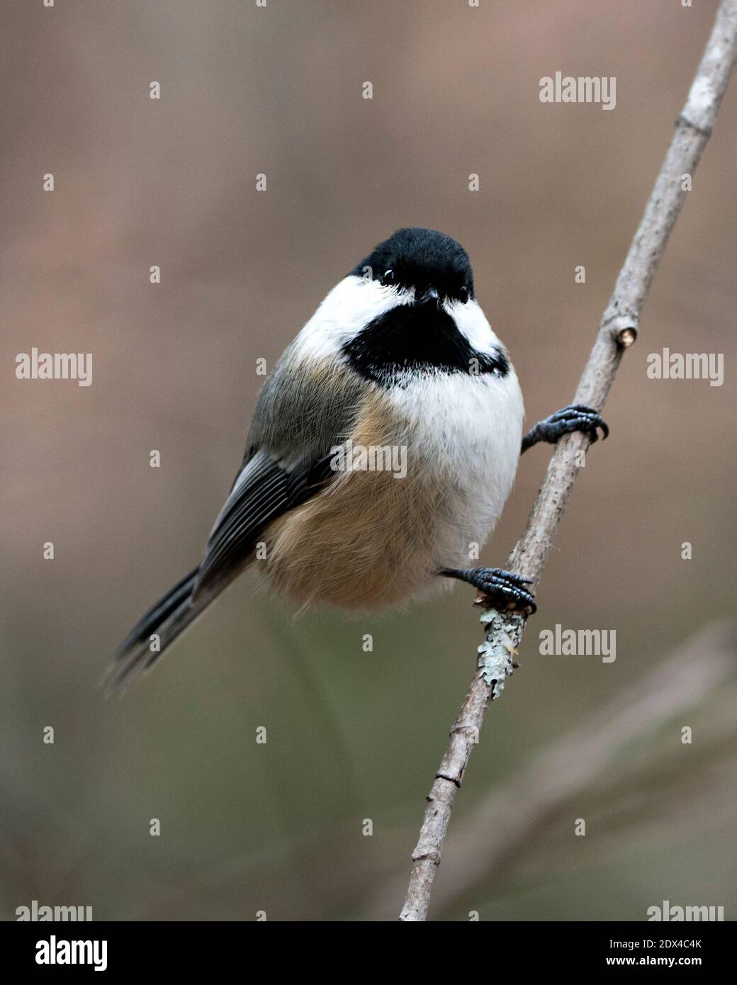 Chickadee show picture hi-res stock photography and images - Alamy