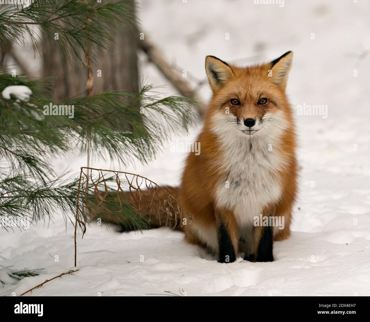 Red fox close-up profile view in the winter season sitting on snow in ...