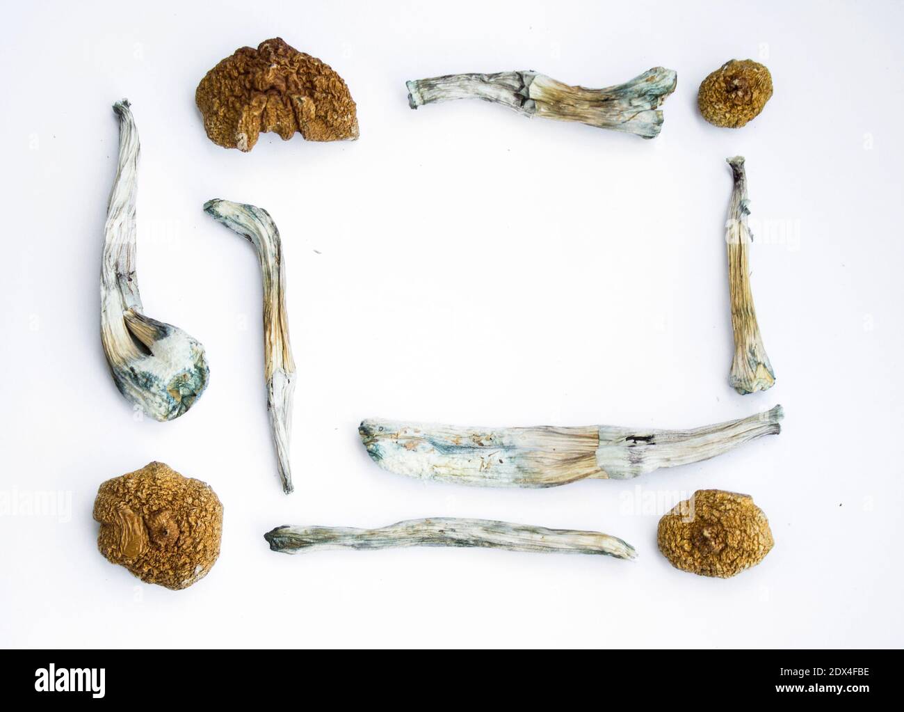 Dried Psilocybin Mushrooms High Resolution Stock Photography and Images ...
