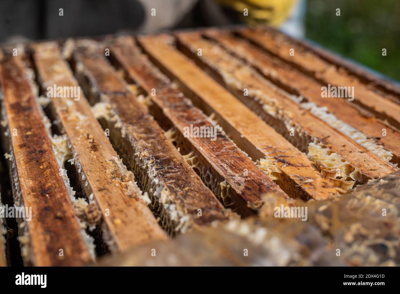 Bees In Open Bee Hive High Resolution Stock Photography and Images - Alamy