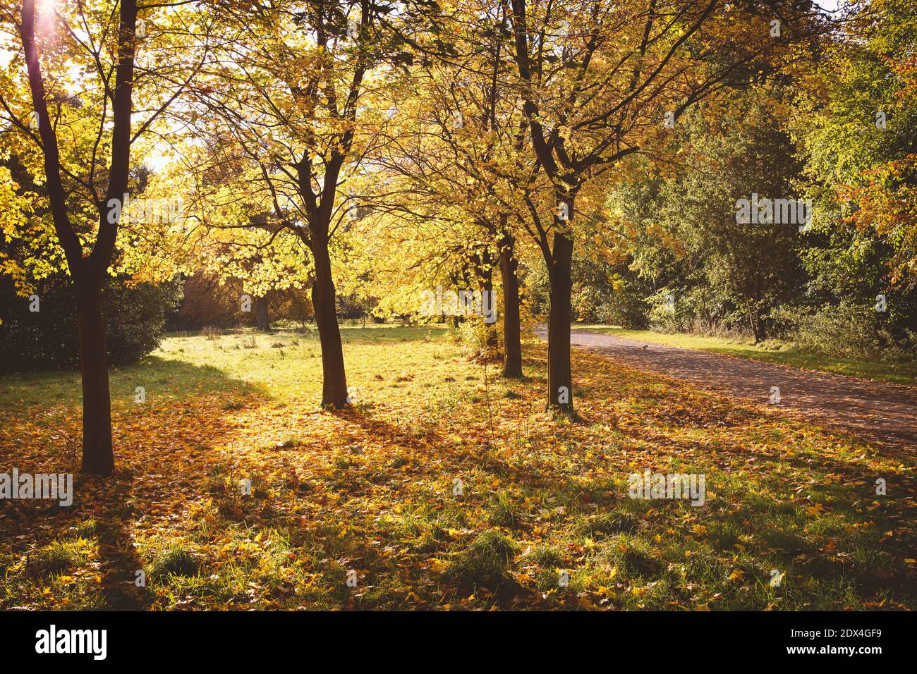 Belfast park forest hi-res stock photography and images - Alamy