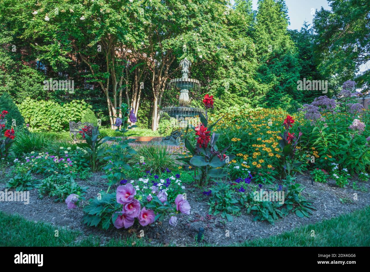 State flower of maryland hi-res stock photography and images - Alamy