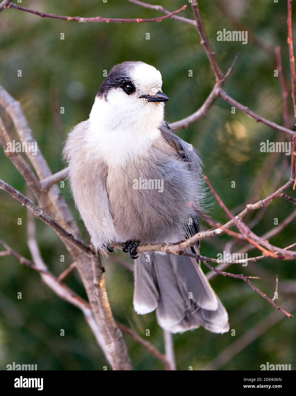 Gray Jay close-up profile view perched on a tree branch in its ...