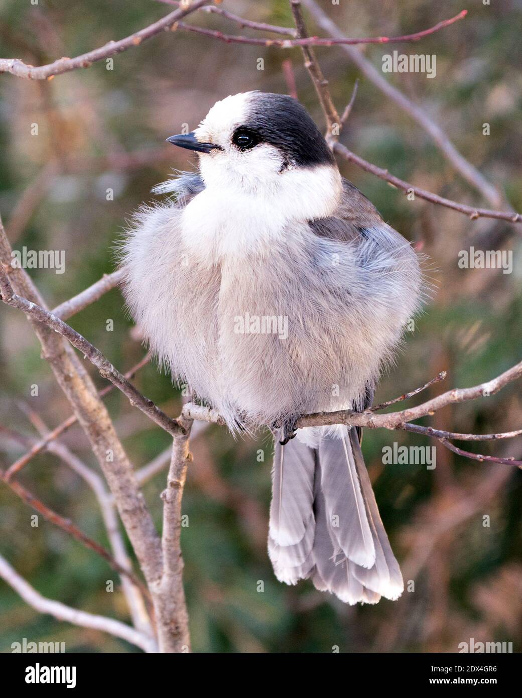 Gray Jay close-up profile view perched on a tree branch in its ...