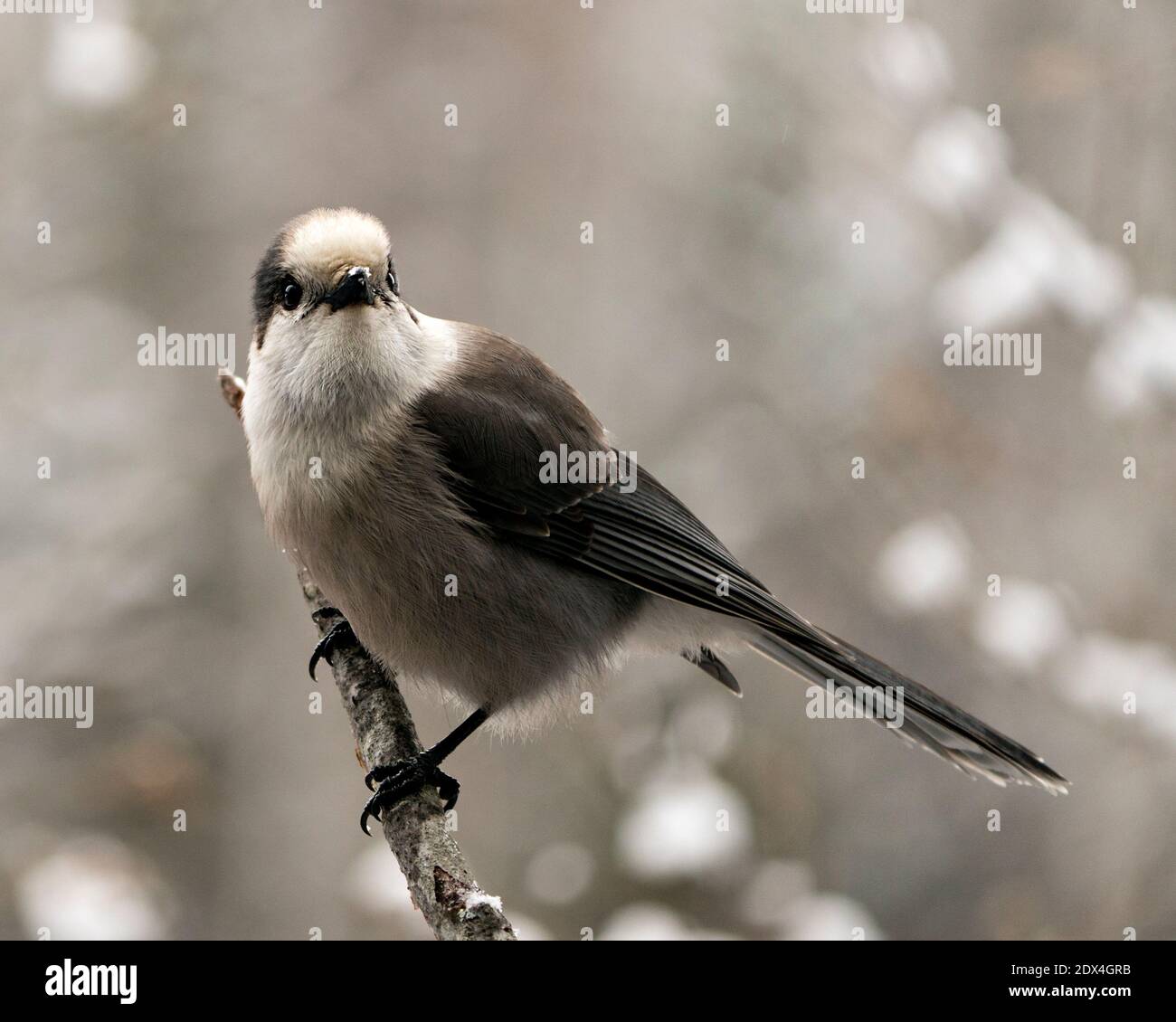 Grey Jay close-up profile view perched on branch with blur background ...