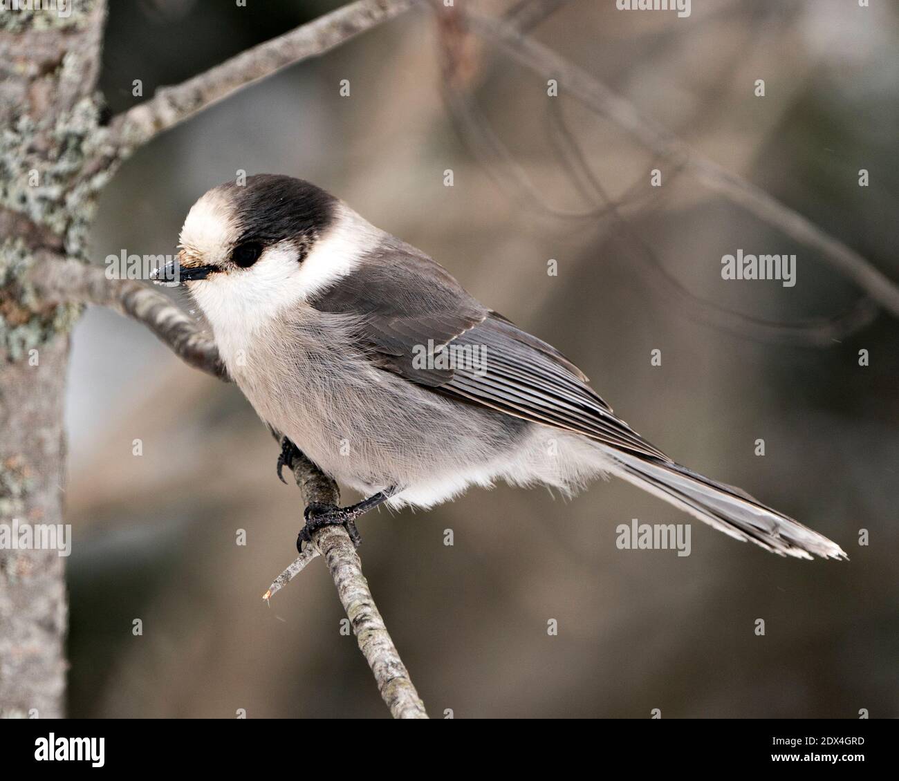 Grey jay spectacle hi-res stock photography and images - Alamy