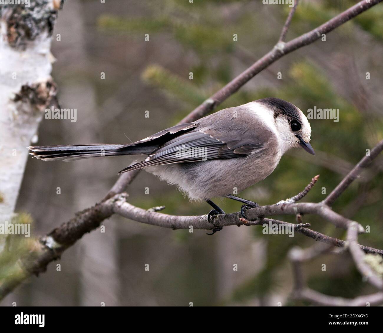Grey jay picture book image hi-res stock photography and images - Alamy