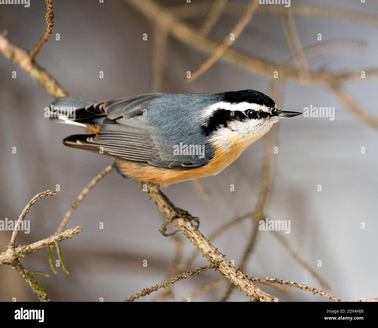 Nuthatch close-up profile view perched on a tree branch in its ...