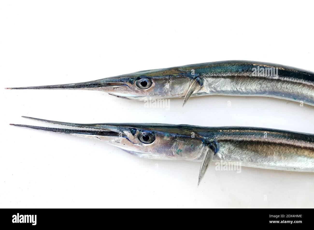Silver Needlefish High Resolution Stock Photography and Images - Alamy