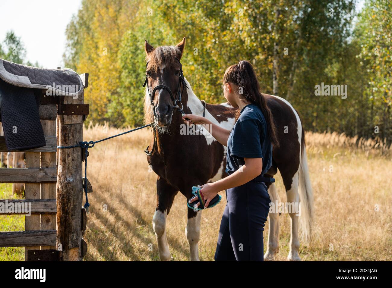 Young stable boy girl ties a brown horse with white spots to a fence ...