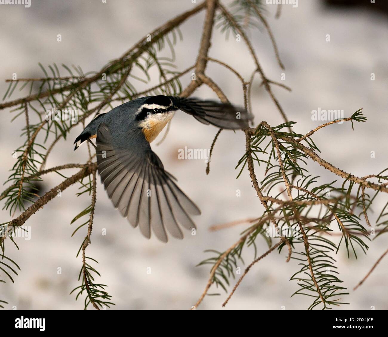 Nuthatch close-up profile view flying over fir tree branches in its ...